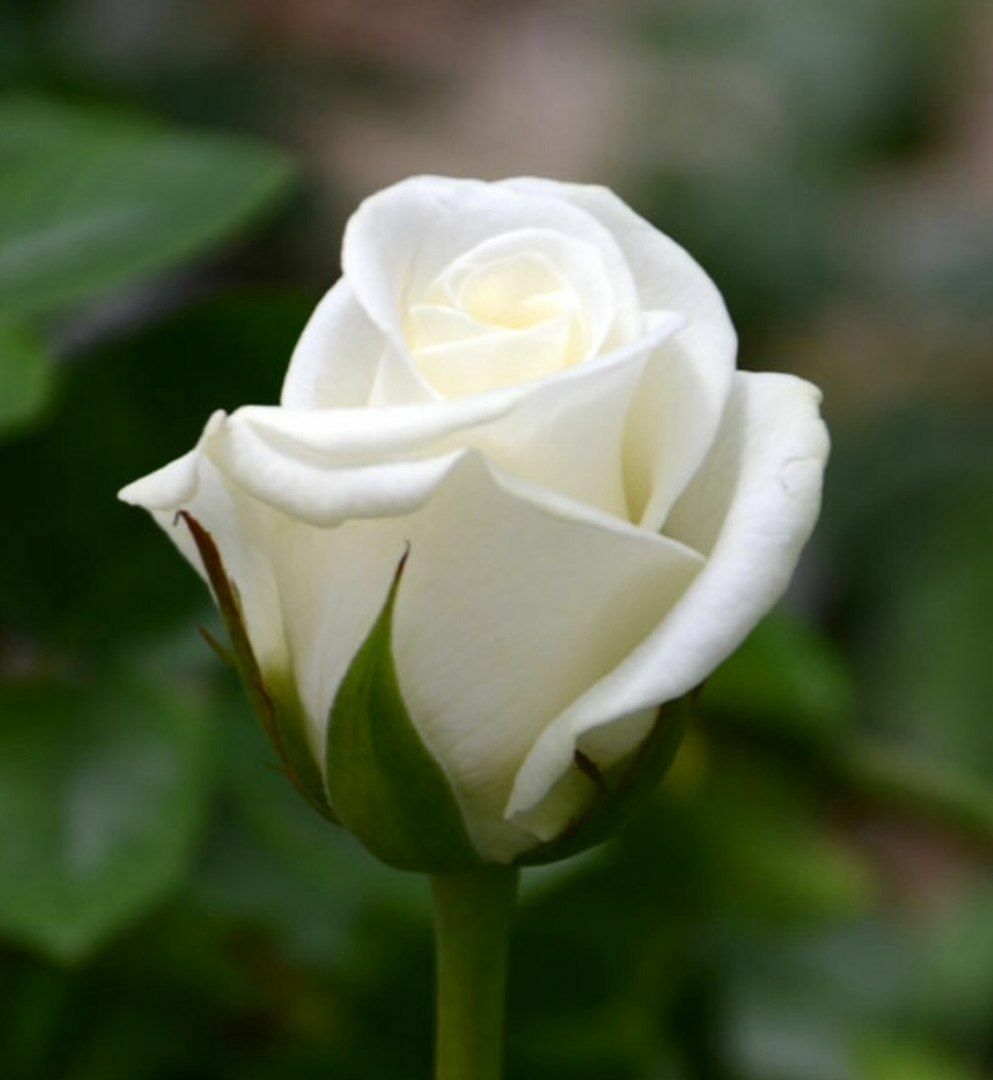 Роза Мачо Фото И Описание – Telegraph